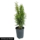 Emerald Green Arborvitae Live Evergreen Shrub grown in a 2.50 Quart Pot ...