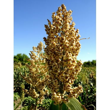 50 MENNONITE SORGHUM Sugar Cane Sorghum Bicolor Grain Vegetable Seeds ...