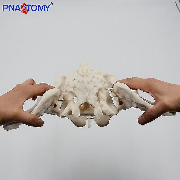 Human Anatomy Features Hip, Sacrum And Tailbone Scientific Female ...
