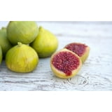LSU Gold Fig Tree - Live Plant in a 2 Inch Pot - Ficus Carica - Edible ...