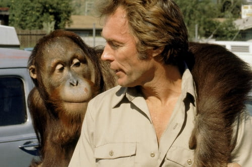 Clint Eastwood in Every Which Way But Loose with Clyde the Orangutan ...