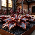 Chill Tolerant Perennial Hosta Mix – Colorful Variegated Leaves ...