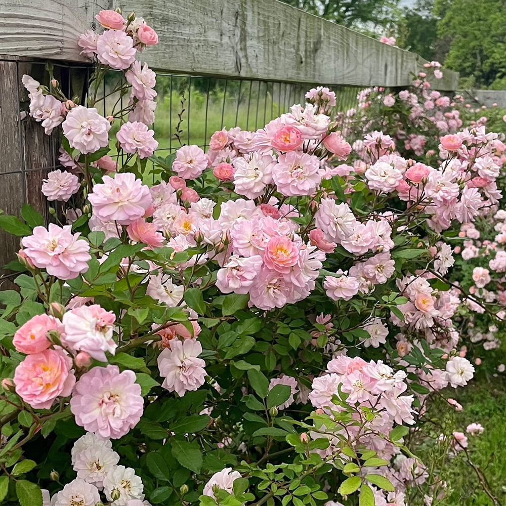 Heirloom Roses Climbing Rose Bush - Perfume Breeze™ Climbing Roses ...