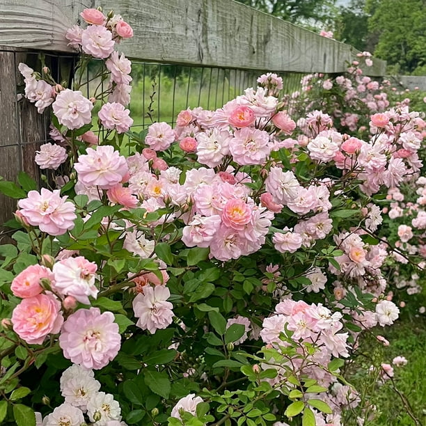 Heirloom Roses Climbing Rose Bush - Perfume Breeze™ Climbing Roses ...
