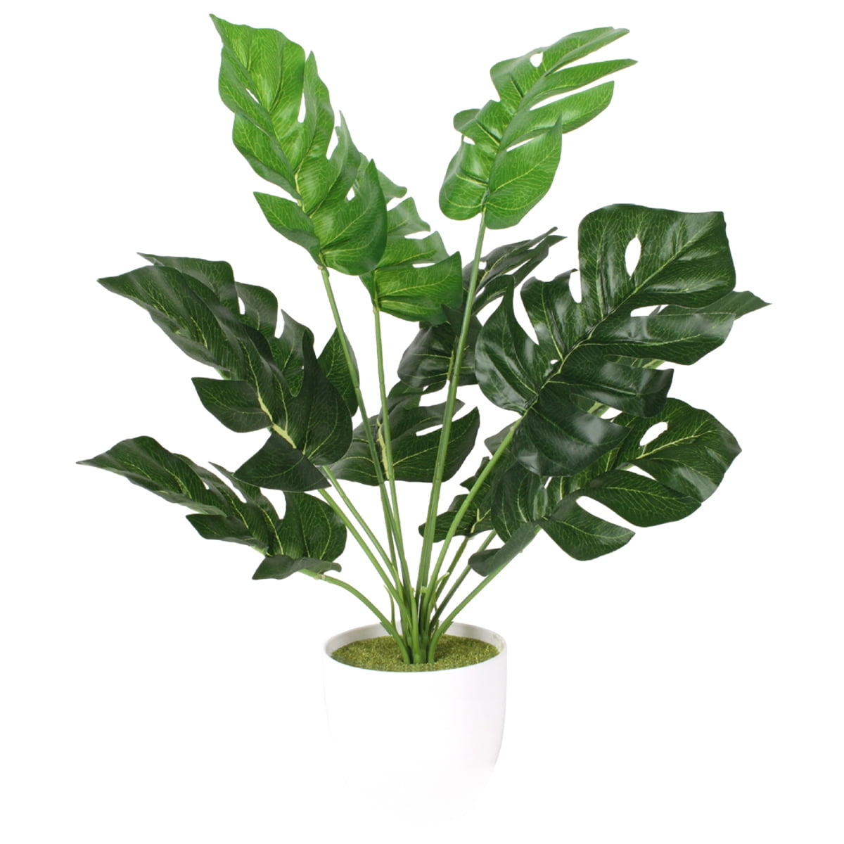 Click here for Dutchman No Maintenance Monstera Plant  Easy To Cl... prices