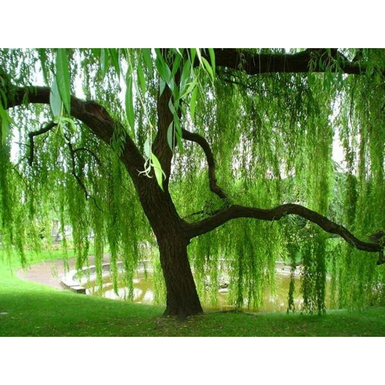 Beautiful Weeping Willow