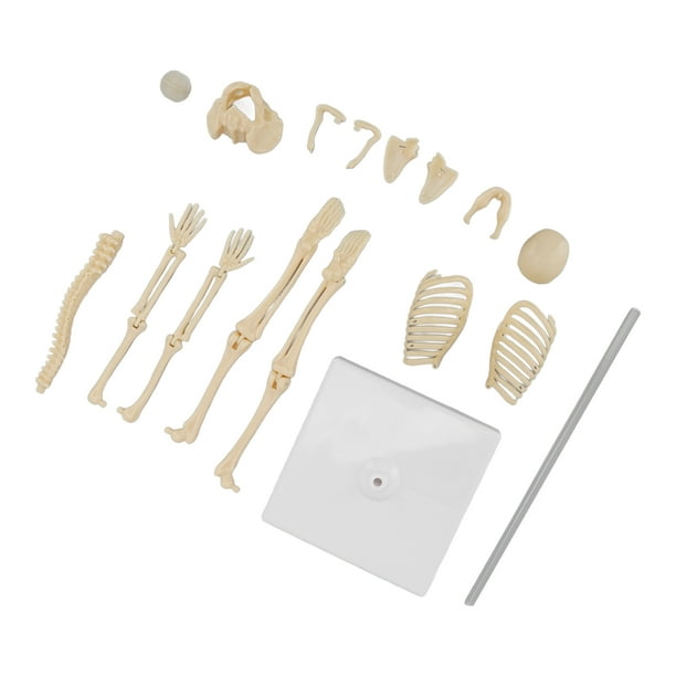 35cm Mini Human Skeleton Model, Lightweight Educational Human Skeleton ...