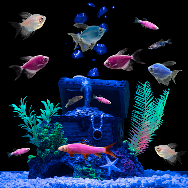 GloFish® 20G Moonlight LF Tetra-Danio-Shark 12ct Live Fish Assortment ...