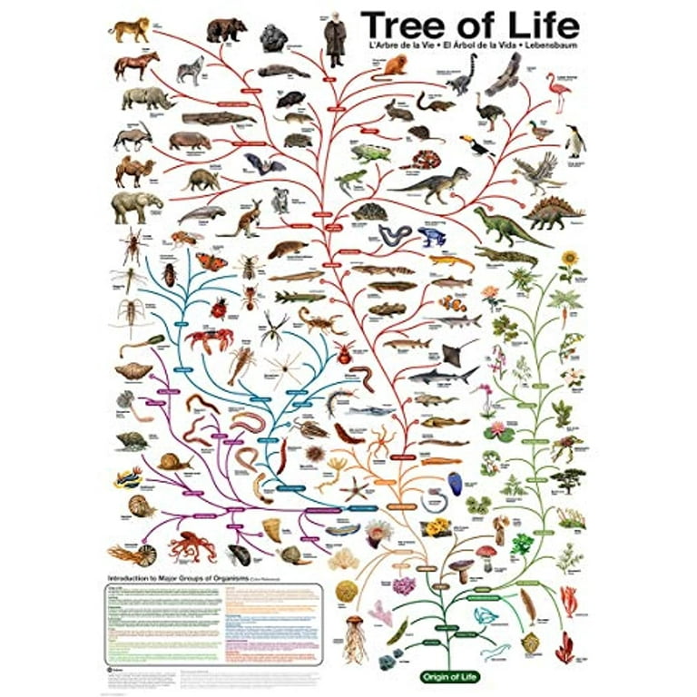 Tree Of Life Evolution Poster