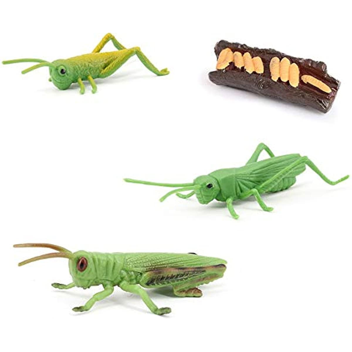 TANG DYNASTY 4PCS Locust Animal Life Cycle,Insect Growth Cycle Model ...