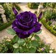 Variegated rose, Hardy Perennial Fragrant Garden Decor for Plant ...