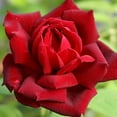 Heirloom Roses Red Rose Bush - Oklahoma Hybrid Tea , Live Rose Plant ...