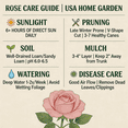 Premium Perennial - Hybrid Bare Root Rose - Low Maintenance - Ideal for ...