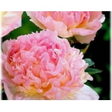 Raspberry Sundae Bareroot Peony, 2-3 Eye, Fragrant Flowering Perennial ...