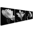 Trademark Fine Art "Flower Triptych" Canvas Art by Michael Harrison Three 18x18 Panel Set ...