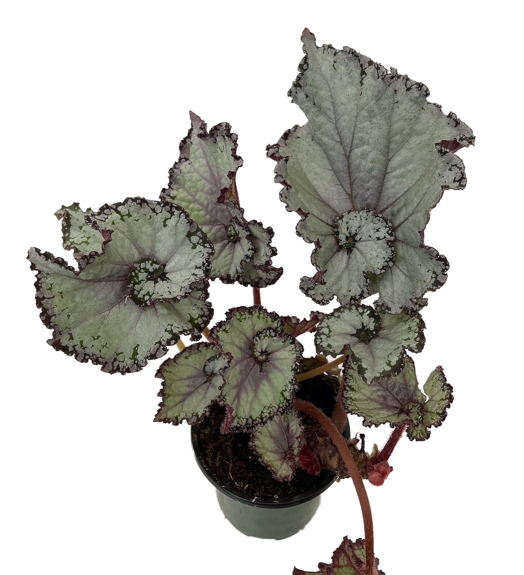 Hurricane Escargot Rex Begonia Plant - 4.5" Pot - Great Houseplant ...