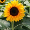 Sunflower Pro Cut Orange F1 Seed - Walmart.com