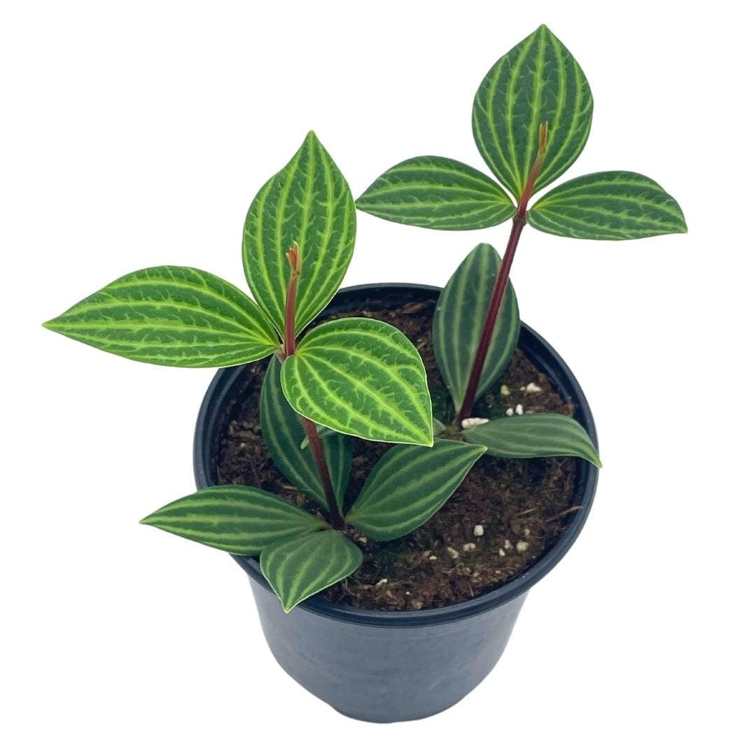 Peperomia Puteolata, 4 inch, Stilt Peperomia, Parallel Peperomia ...