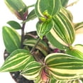 Tradescantia Quadricolor, Wandering Jew Zebrina Variegated, Rare Exotic ...