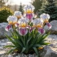Quality Iris For Gardening-Perennial Accent-Perfect for Bed Planting ...