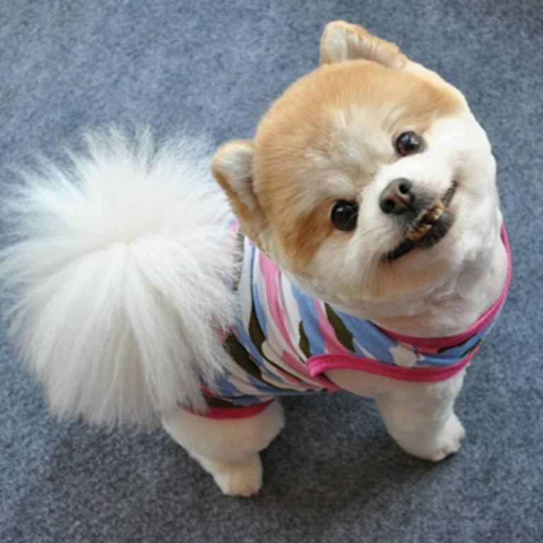 Boy Teacup Yorkie Clothes