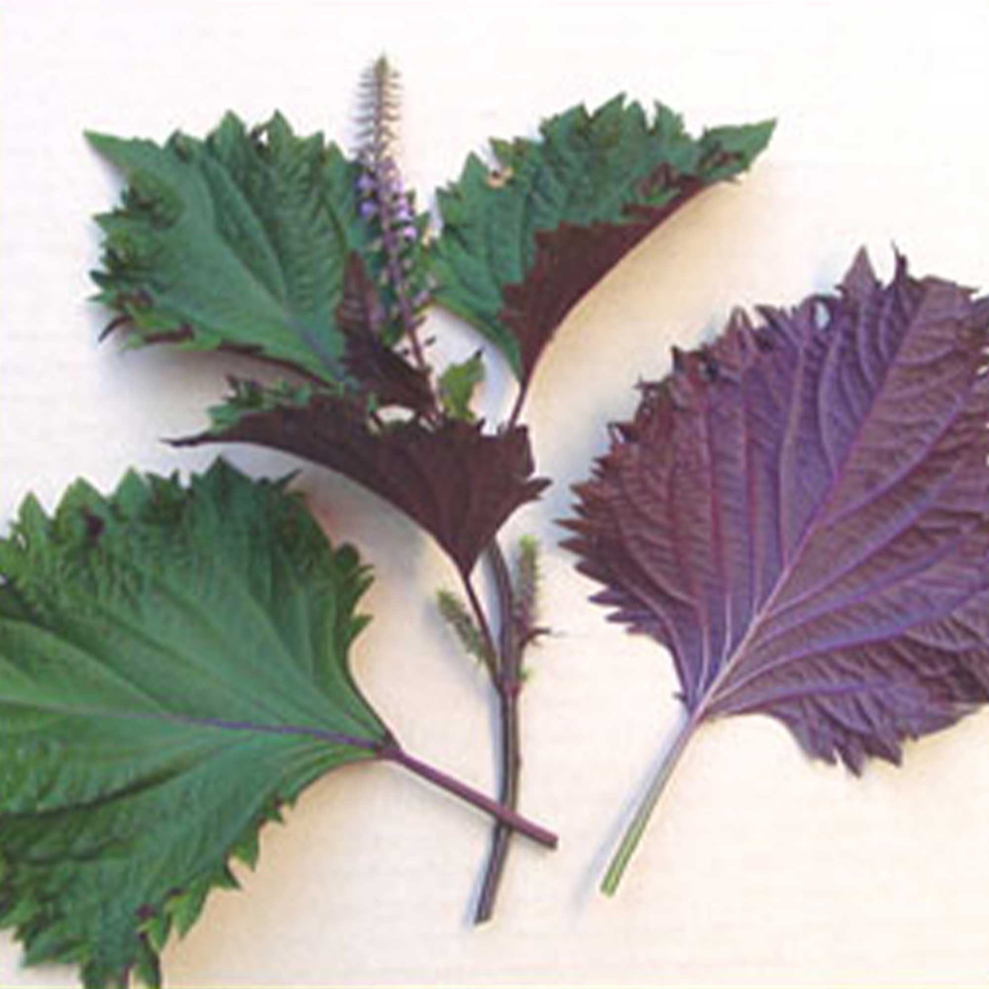 Shiso Herb Gardening Seeds (Perilla) - Hojiso - 4 Oz ~93200 Seeds - Non ...