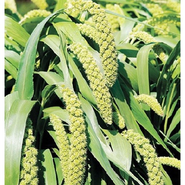 Millet Grass