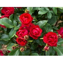 Coral Knock Out Rose - Live Outdoor Flower Plant (1 QT) - Walmart.com