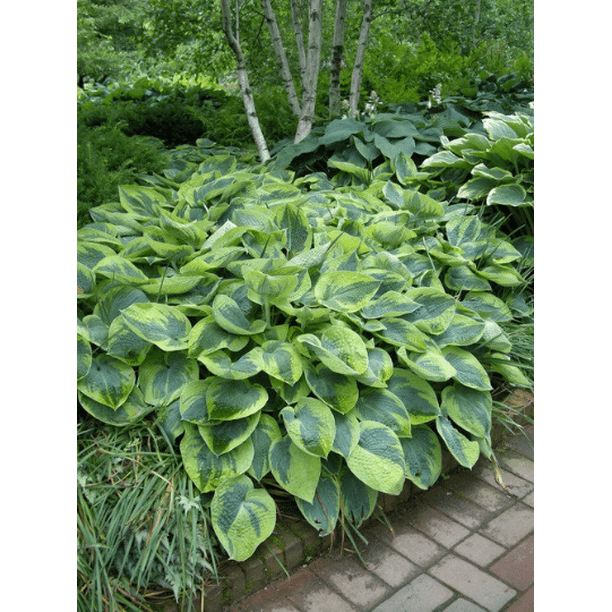 3 Tokudama Flavocircinalis Hosta Bareroots--Shade Loving Plants ...