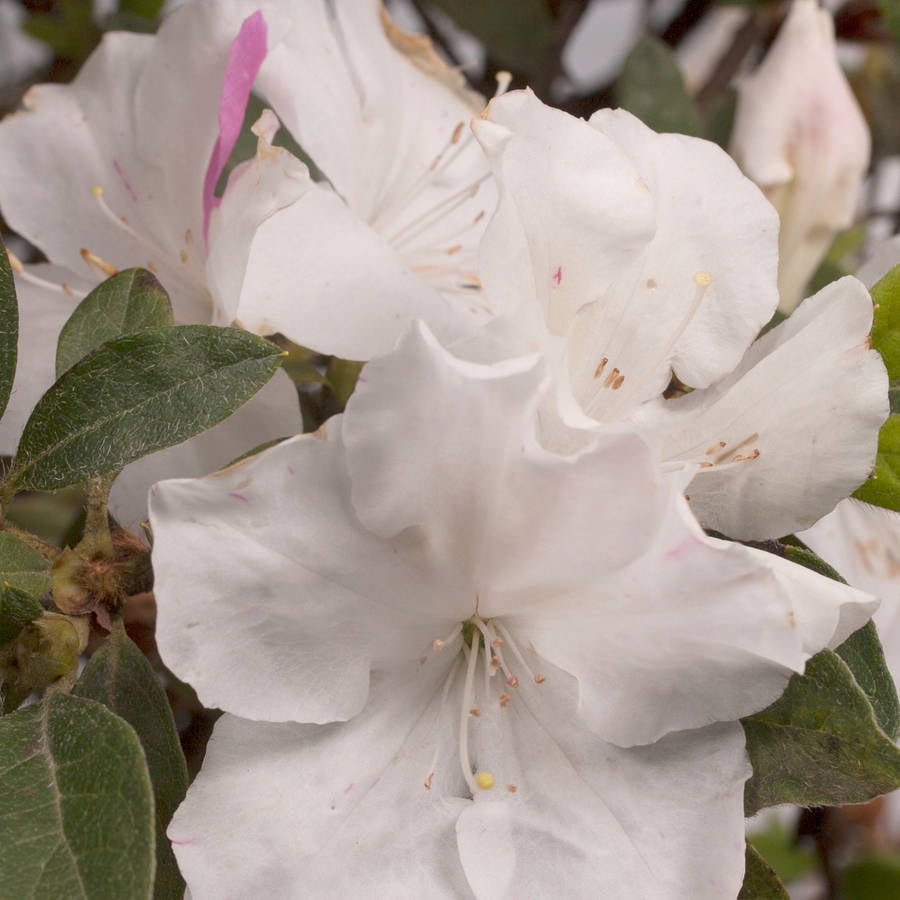 Encore Azalea Autumn Lily (2 Gallon) White Flowering Shrub - Full Sun ...