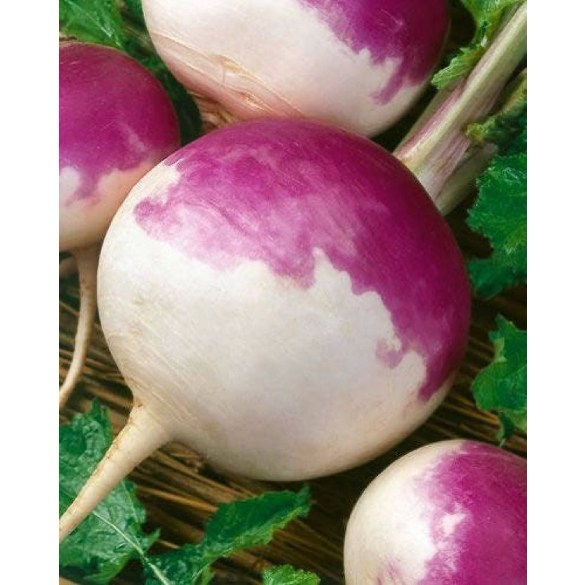 Click here for Seedville Usa 3000 Purple Top White Globe Turnip B... prices