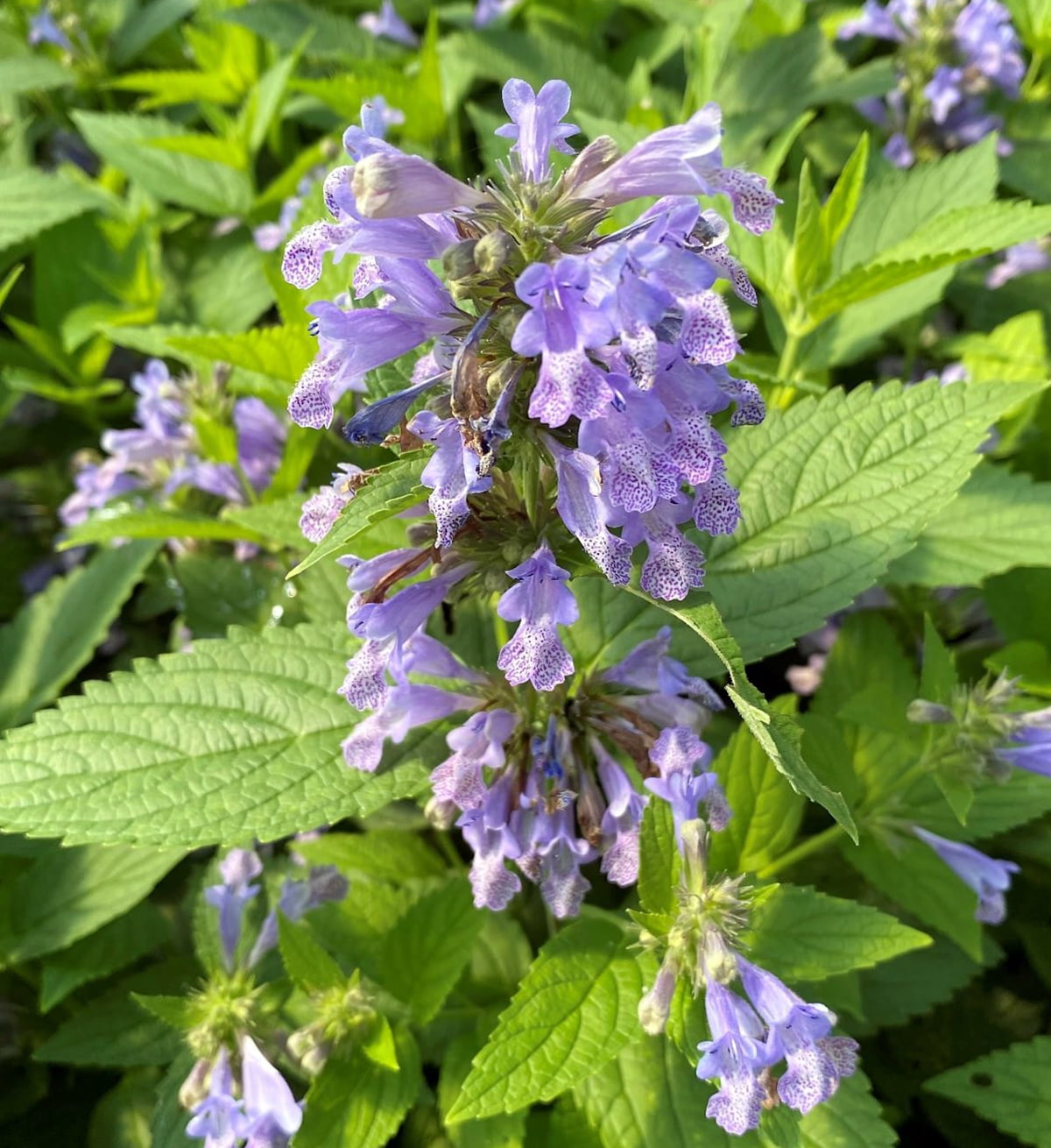 Prelude™ Blue Catmint Perennial - Nepeta subsessilis - Quart Pot ...