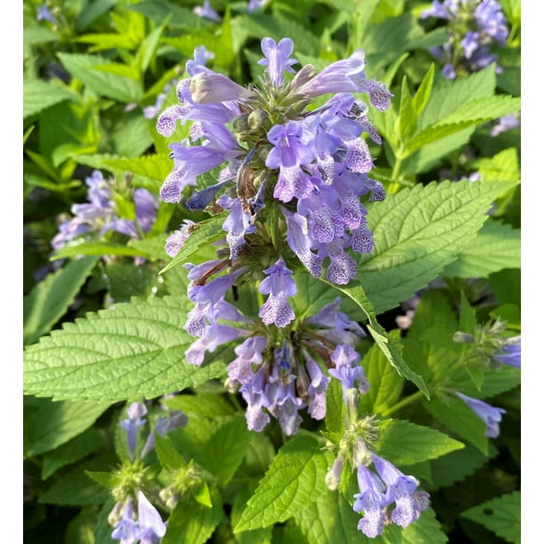 Prelude™ Blue Catmint Perennial - Nepeta subsessilis - Quart Pot ...