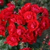 Heirloom Roses Red Rose Bush - The Prince's Trust English Legend , Live ...