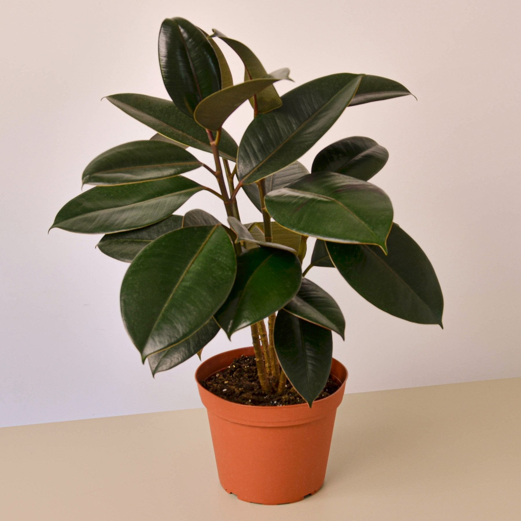 Ficus Elastica 'Burgundy'- 6" Pot - Walmart.com - Walmart.com