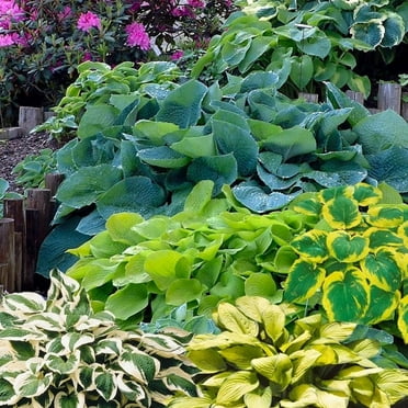 Mixed Hosta Perennials (6 Pack of Bare Roots) - Great Hardy Shade ...