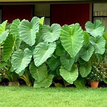 1 Jumbo Elephant Ear Bulbs (Colocasia Gigantea) Tropical Plant 11-13 ...