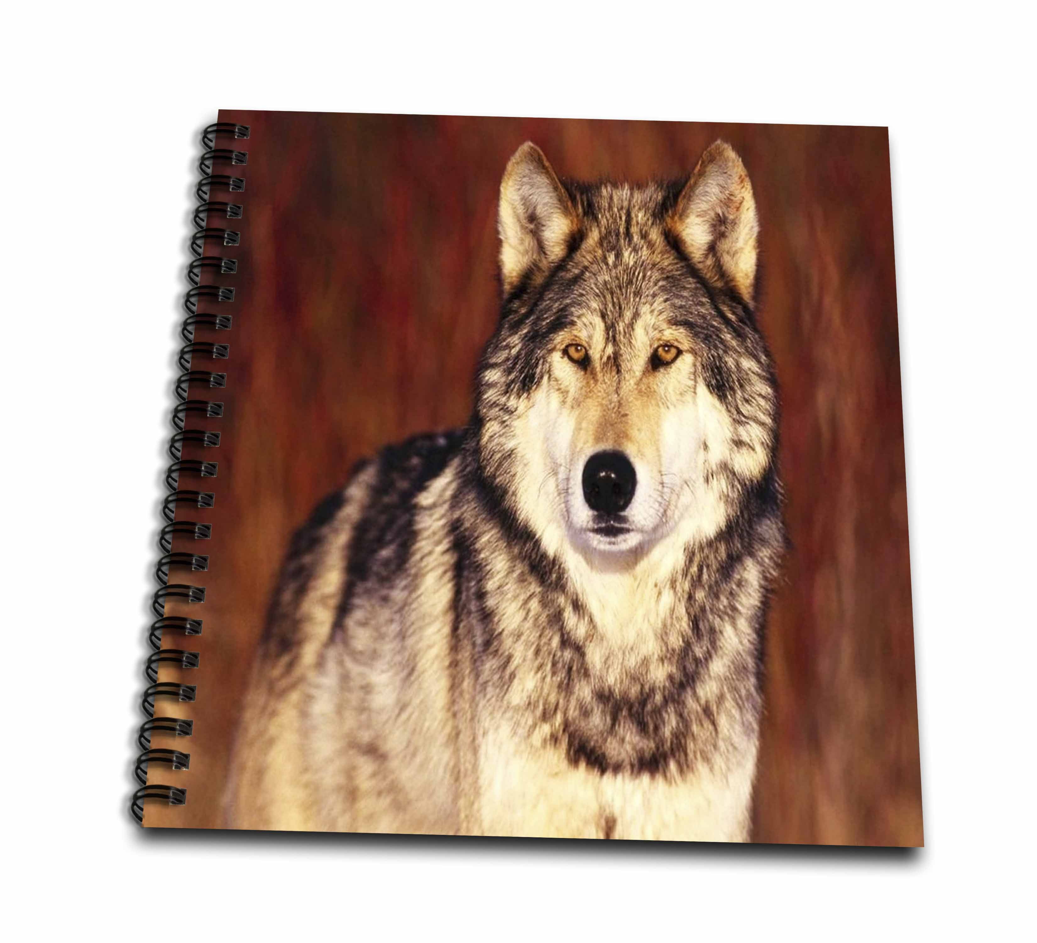 Serious Pose Of Brown Wolf Mini Notepad 4 x 4 inch db-80301-3 - Walmart.com