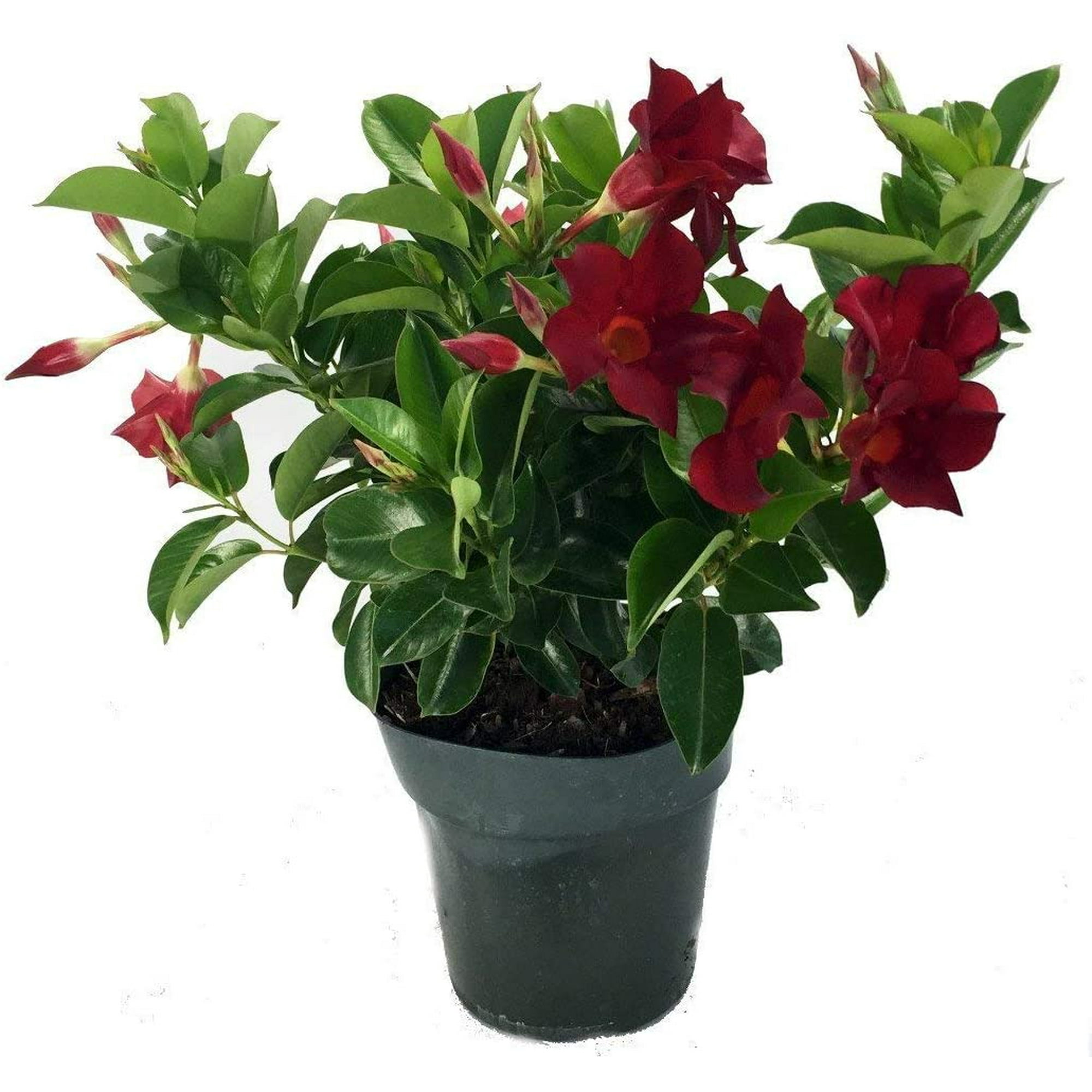Red Jasmine Flower
