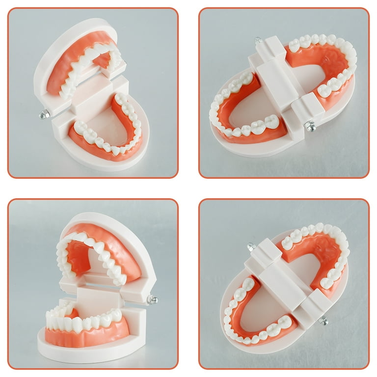 Model Of Mouth And Teeth