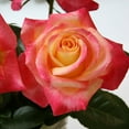 Heirloom Roses Live Fragrant Love & Peace Hybrid Tea Rose - Real Multi ...