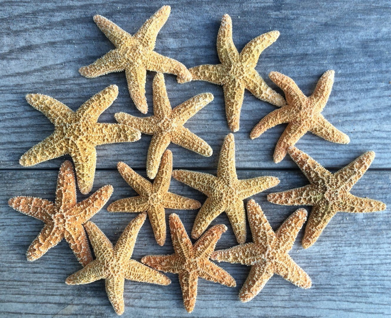 Sugar Starfish | 12 Brown Sugar StarFish 2" to 3" | Nautical Crush ...