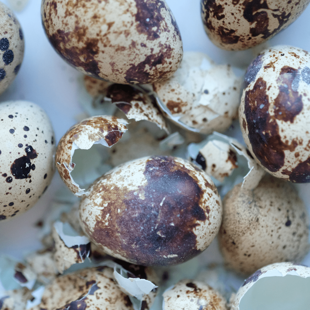 Quail PlantShellz - The Natural Nourishment for Your House Plants ...