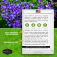 3 packs Tussock Bellflower Seed - Campanula Carpatica - Non-GMO ...