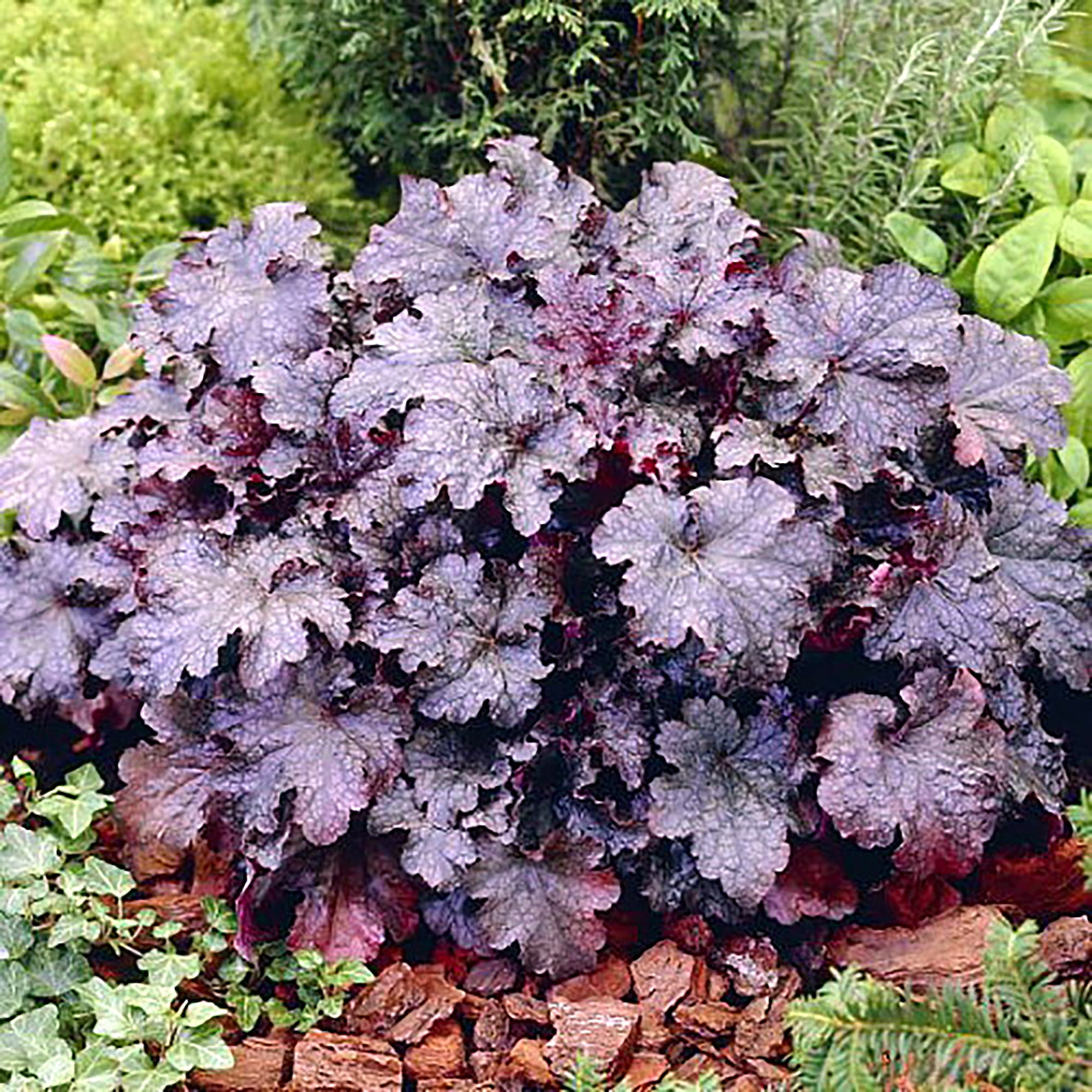 Plum Pudding Coral Bells - Heuchera - Fragrant - Shade Perennial - 4 ...