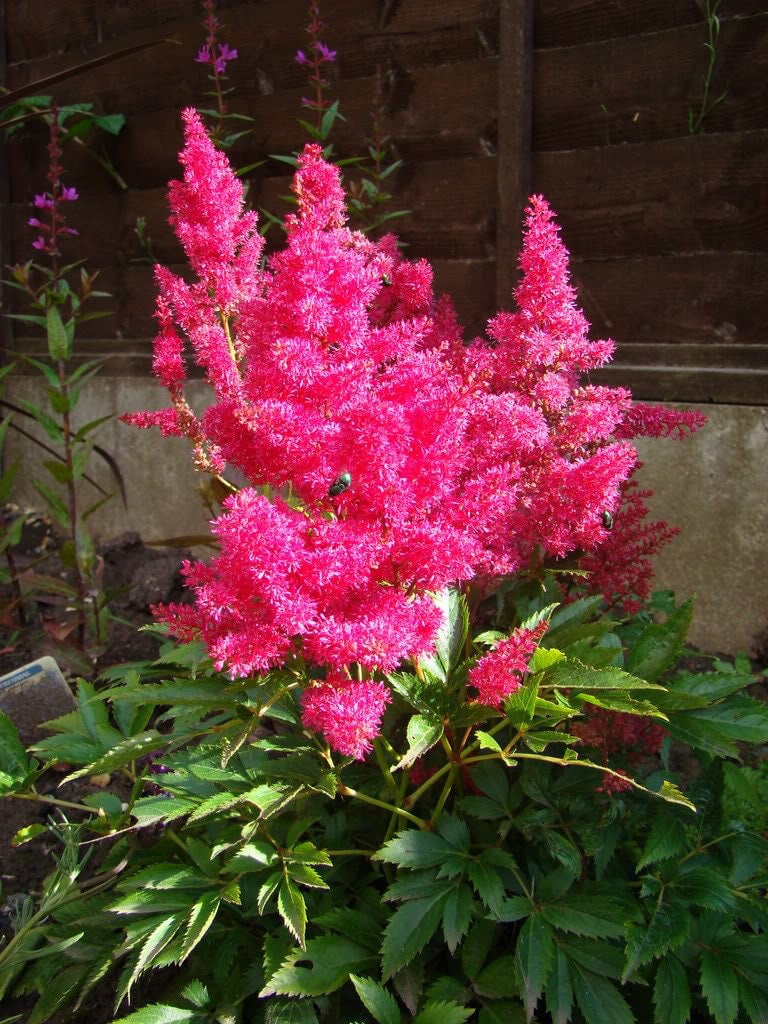 100 PINK MIX ASTILBE (False Spirea / False Goats Beard) Astilbe ...