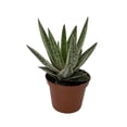 Green Ice Gasteraloe - Gasteria Aloe Hybrid - 2.5" Pot - Walmart.com