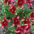 1pcs Lily Asiatic Lilium Bulbs Mixed Lilies,Lily Bulbs for Planting Now ...