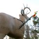 GlenDel G75000 Full Rut Buck 3D Backyard Crossbow Bow and Arrow Archery ...
