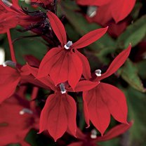 Vulcan Red Cardinal Perennial Live Plant - Outdoor Lobelia - Hardy ...